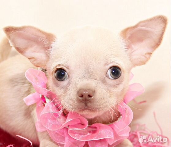 Девочка чихуа