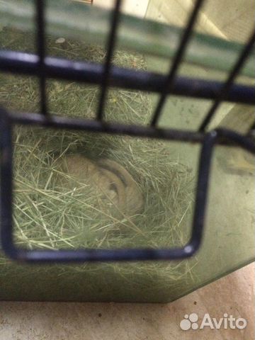 Две мышки песчанки