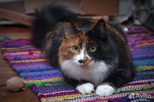 Ляля в добрые руки