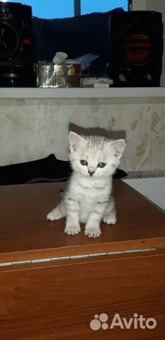 Британские котята (комочки счастья)