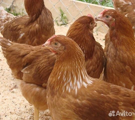 Куры молодки оптом