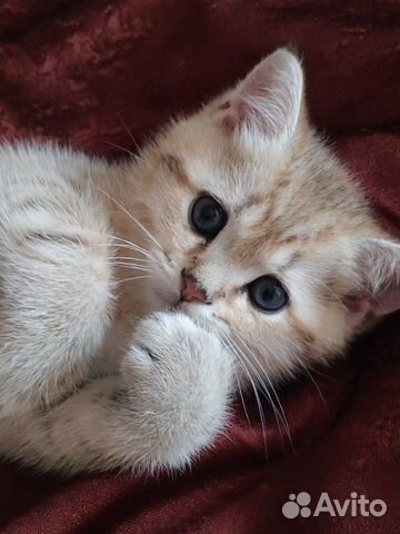 Чистокровный британский котенок пятно на золоте