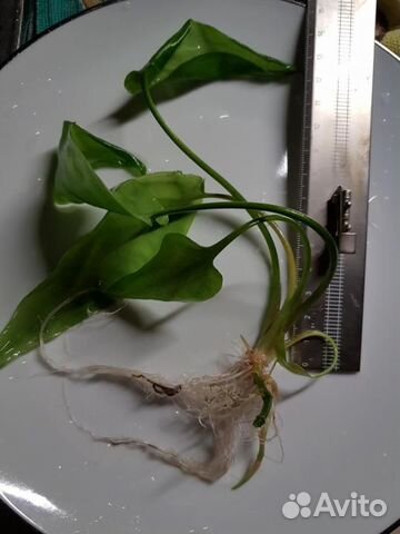 Аквариумное растение 15 см