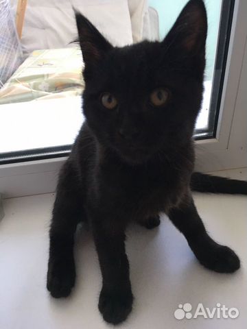 Котёнок