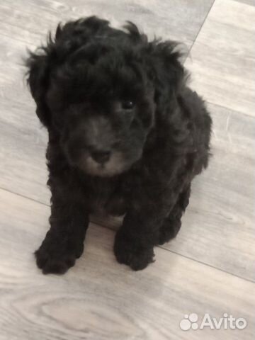 Той-пудель серебристый мальчик