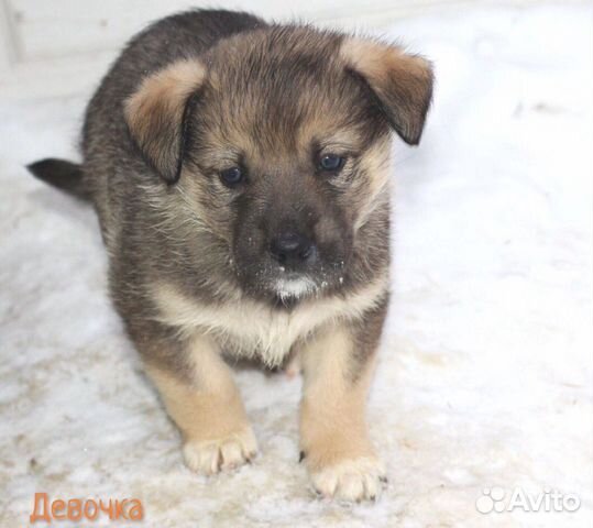 Щенки-3 мальчика, 2 девочки 1,5 мес, будут крупным