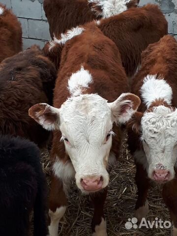 Бычки и телята Герефорды