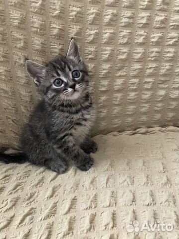 Милашка шотландка