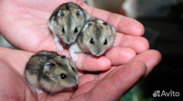 Хомячки,джингарики