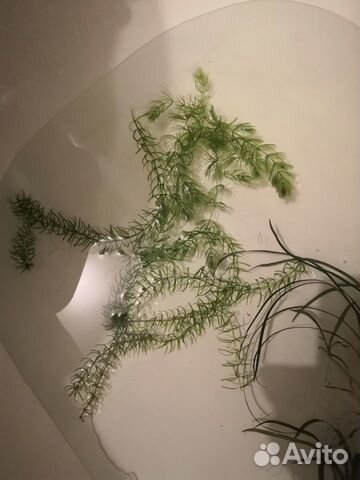 Элодея, роголистник, валлиснерия