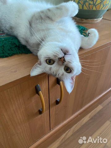 Кошка Афина