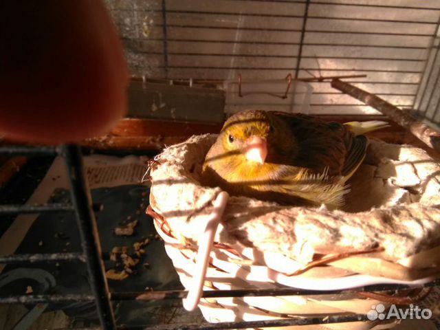 Канарейка девочка