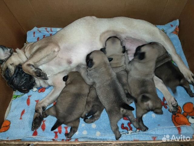 Щенки мопсика