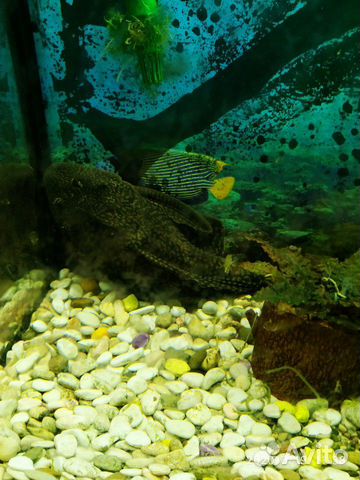 Птеригоплихт