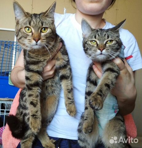 Котик Ватсон, 7 мес (из приюта)