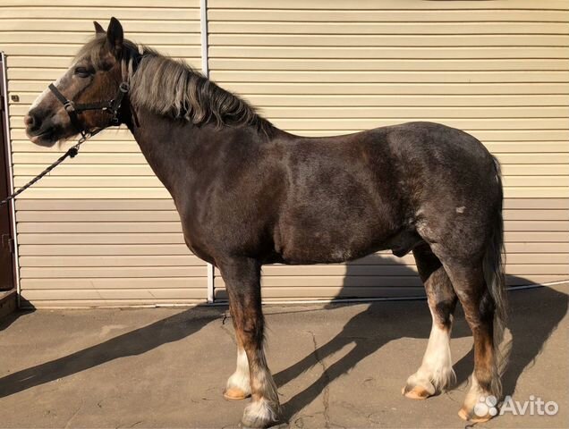 Лошадь, Помесь Мерин для начинающих