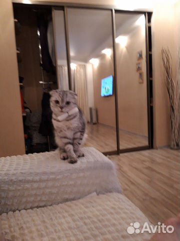 Шатланский кот ждет красивую киску на вязку.первый