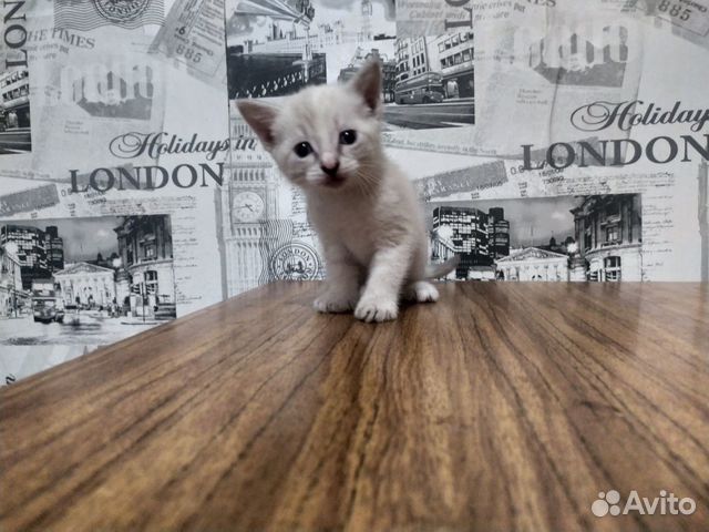 Котёнок девочка ангелочек