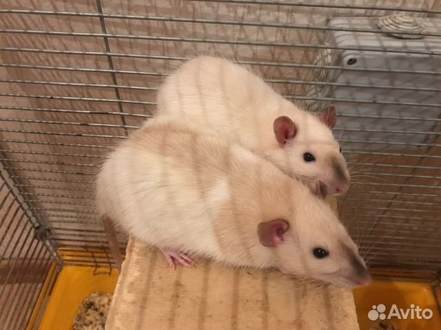 Крысята дамбо бесплатно