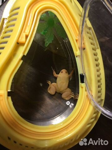 Декоративная (аквариумная) лягушка