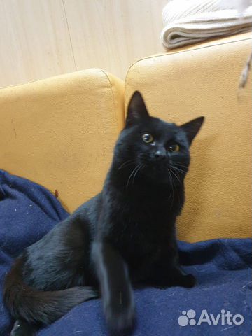 Кошка