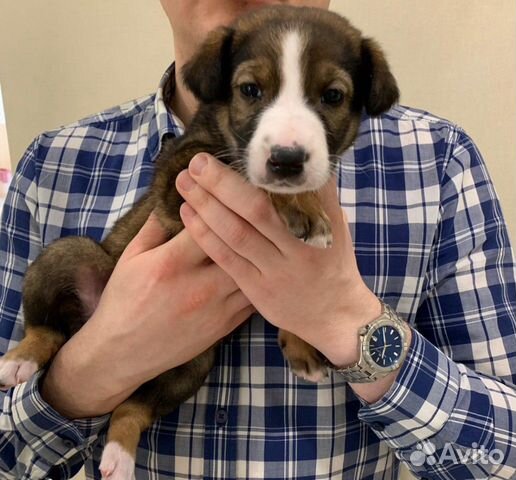 Метис бордер-колли Хвостик в дар