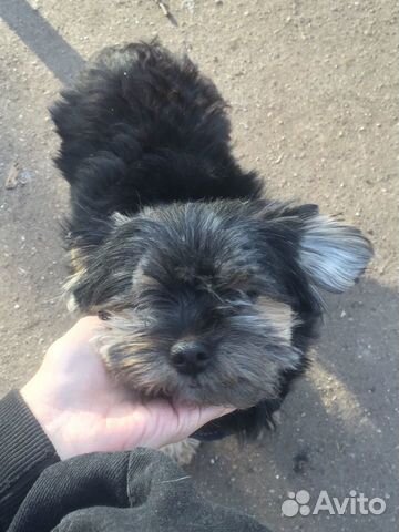 Собака