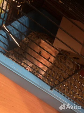 Отдам хомячка в добрые руки