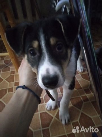 Бойкий мальчонка - настоящий друг