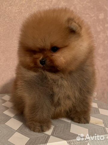 Померанский шпиц, маленький мишка