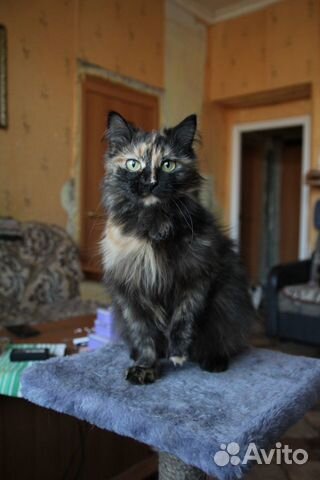 Кошечка красавица Вишня в добрые руки