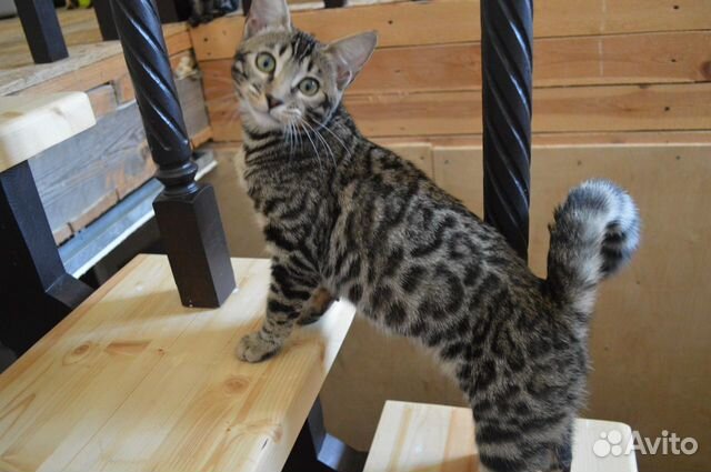 Золотая Девочка