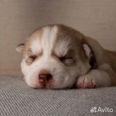 Щенки хаски