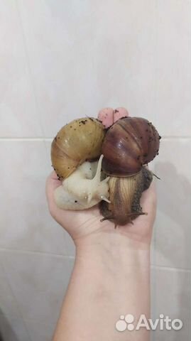Улитки ахатина фулика