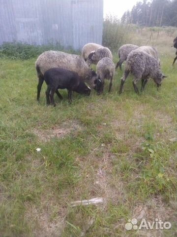 Овцу продам