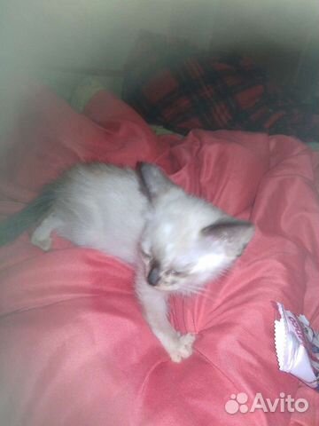 Котёнок
