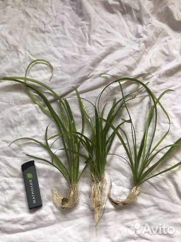 Аквариумные растения