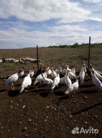 Продам Индюков