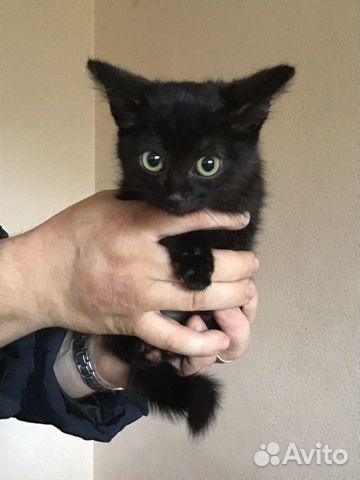 Котёнок Сажик