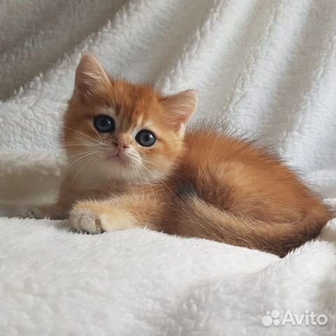 Золотой британчик