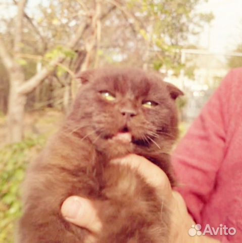 Кошка вислоушка в добрые руки