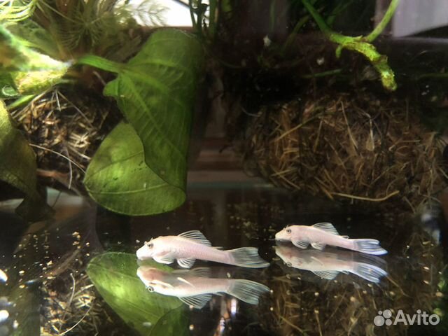 Анциструс L144 white snow