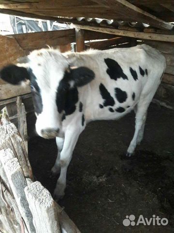 Телка стельная