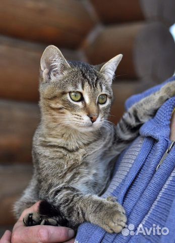 Котёнок-полосатик ищет заботливую семью