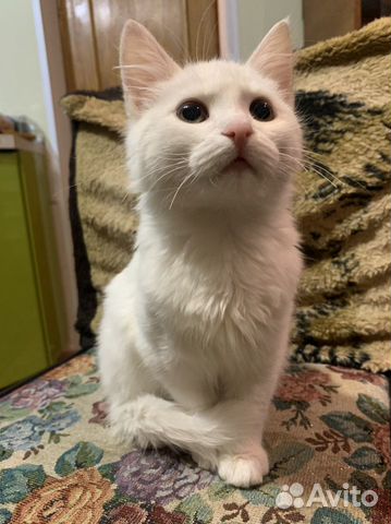 Милая ласковая кошечка, белый мягкий пушистик