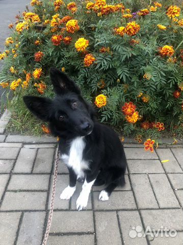 Красавица и умница в самые лучшие руки