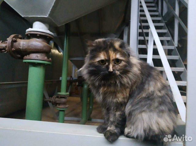 Кошка Кася, стерилизована, пушистая