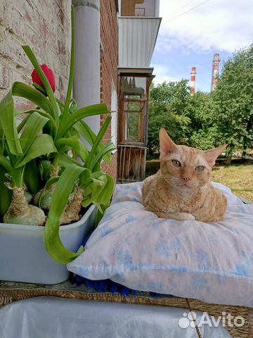 Корниш Рекс с документами