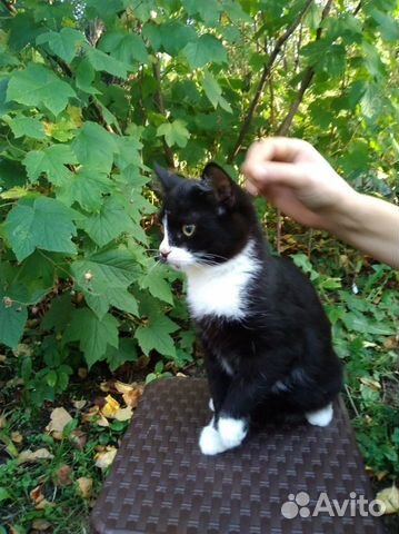 Котёнок Кузенька 5 мес