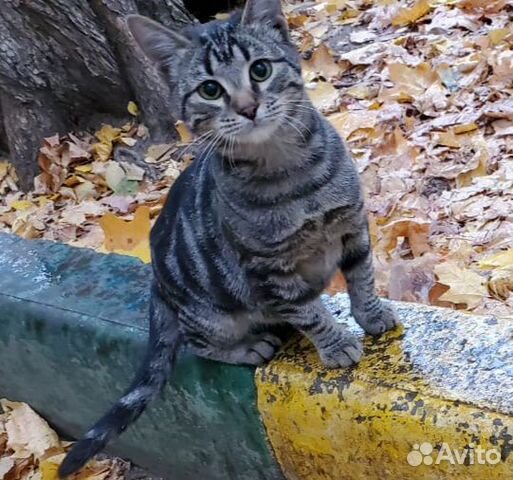 Котенок мирон